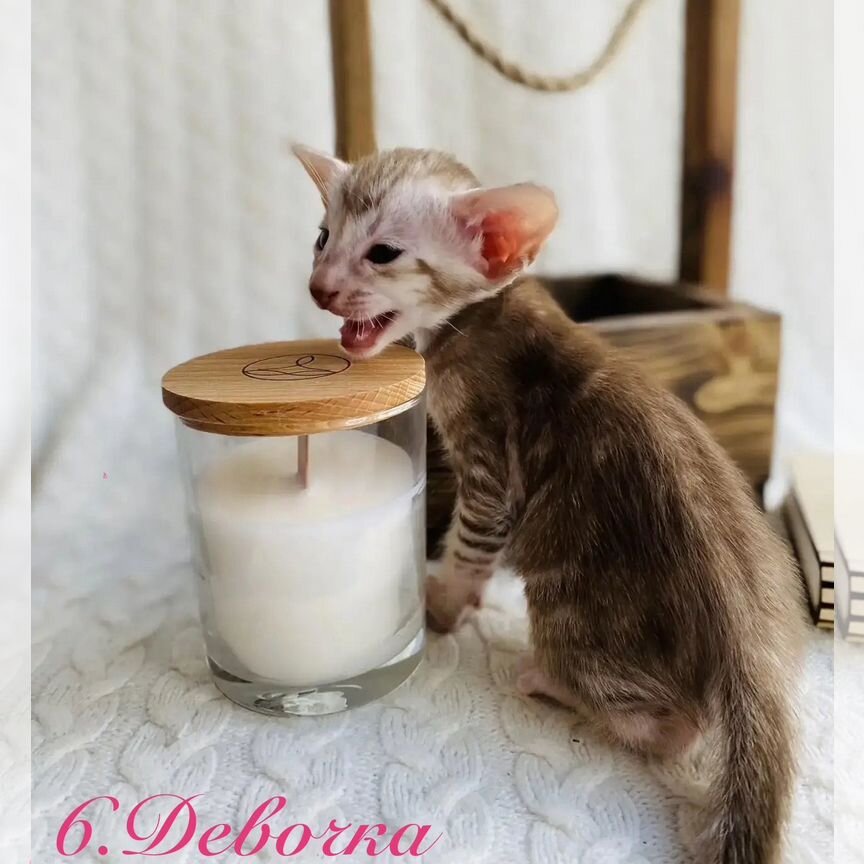 Ориентальный котёнок