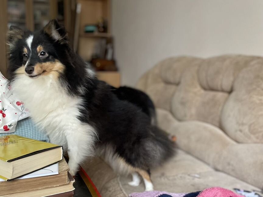 Щенки шелти ищут хозяев