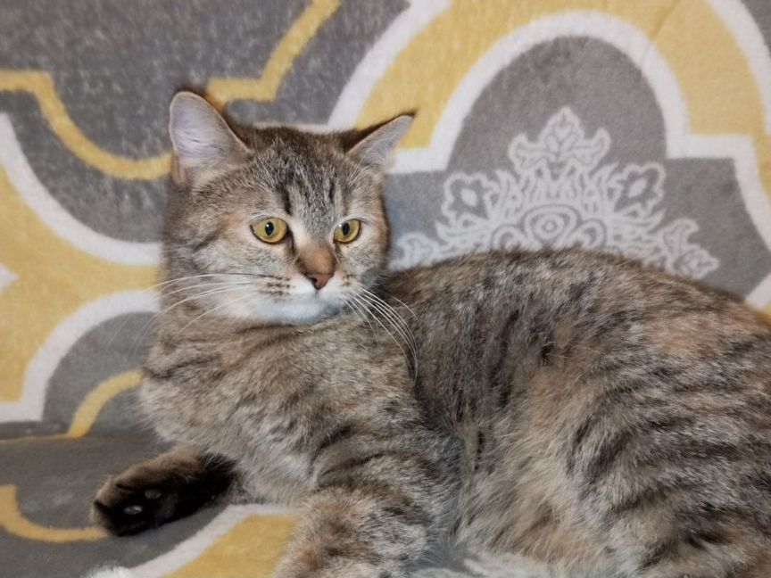 Кошечка, девочка, ответственным людям