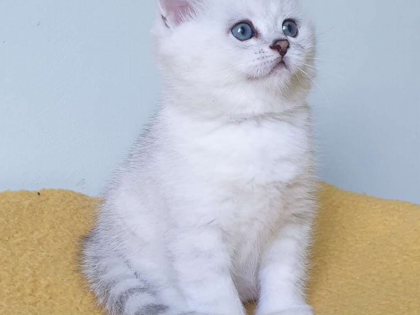 Британский кот Икар ll