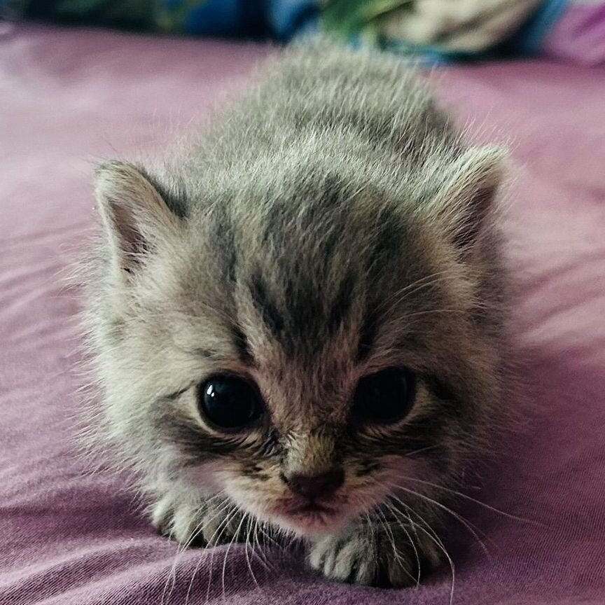 Шотландский прямоухий короткошёрстный котёнок