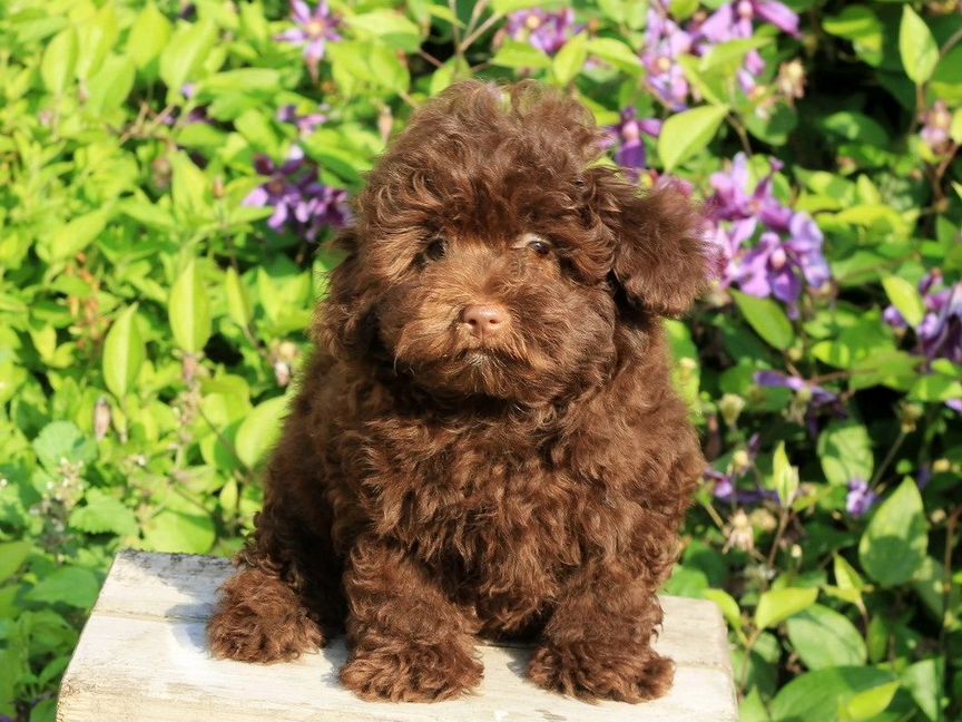 Бомбические мальтипу эксклюзив