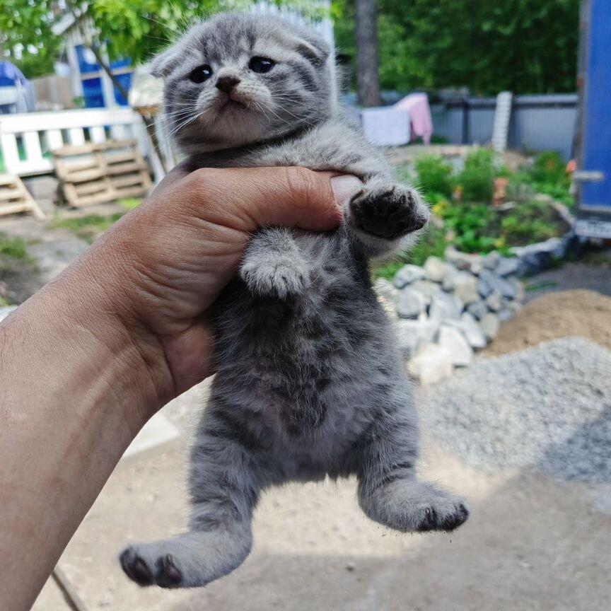 Шотландский вислоухий длинношёрстный котёнок