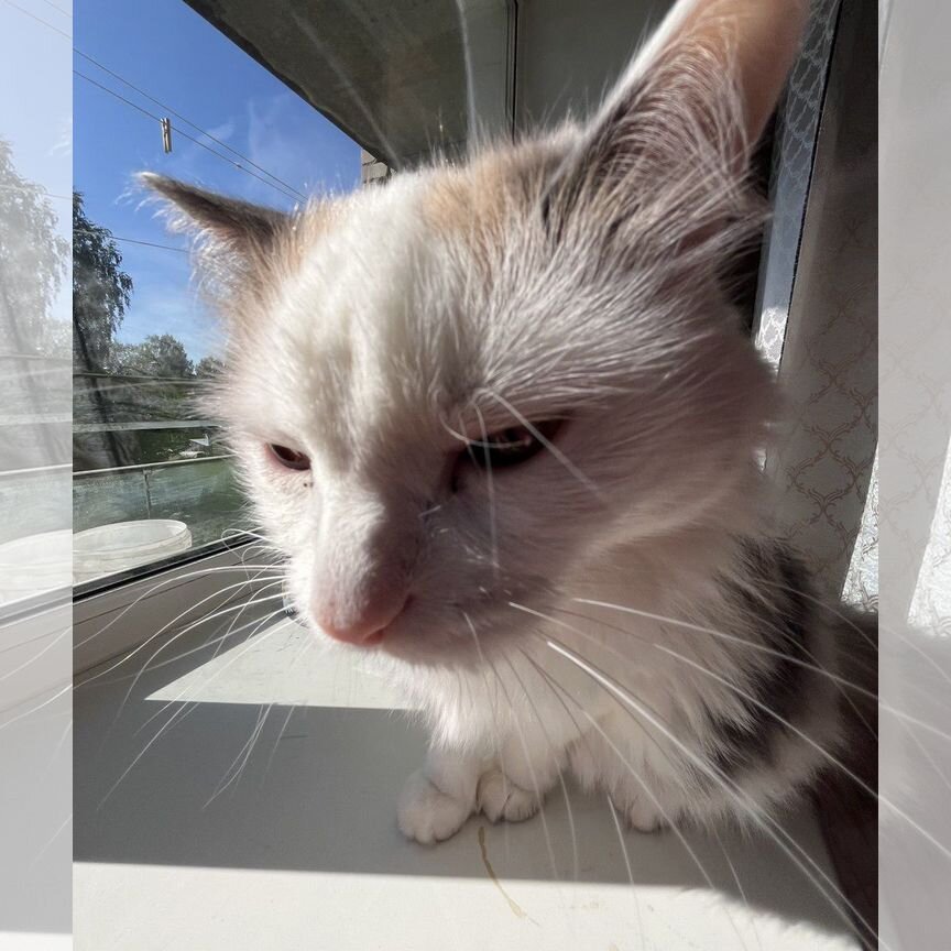 Взрослая, кошка в добрые руки