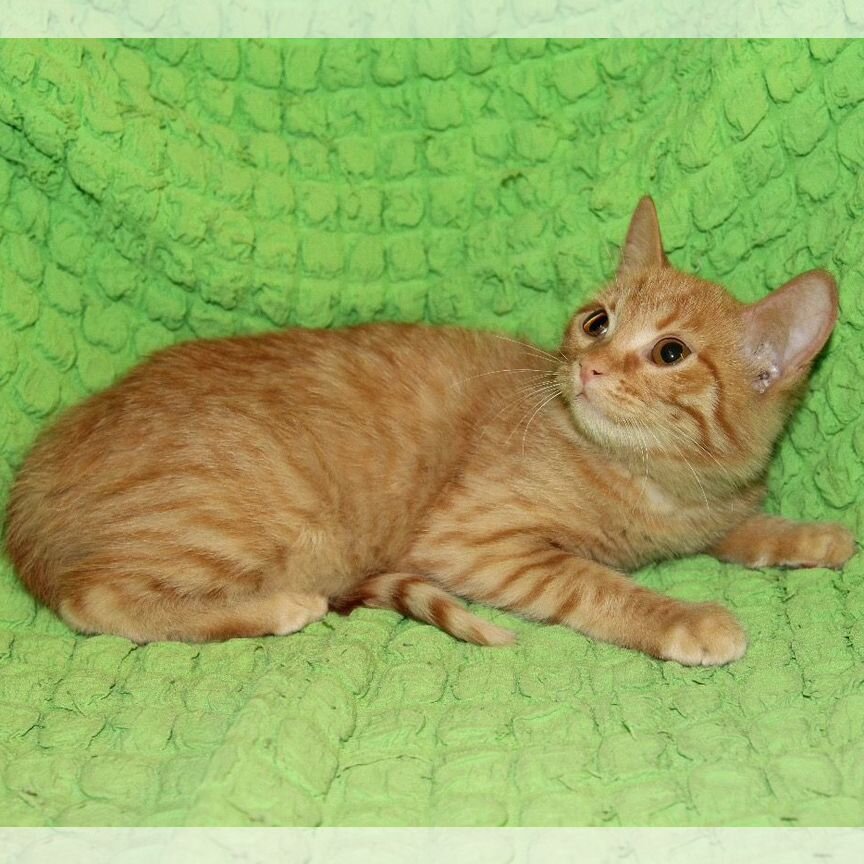 Рыжий котенок, девочка, в добрые руки