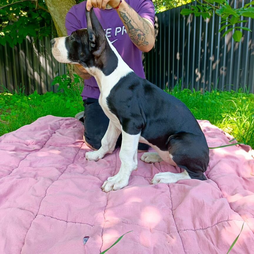 Щенки Немецкого Дога плащевая девочка