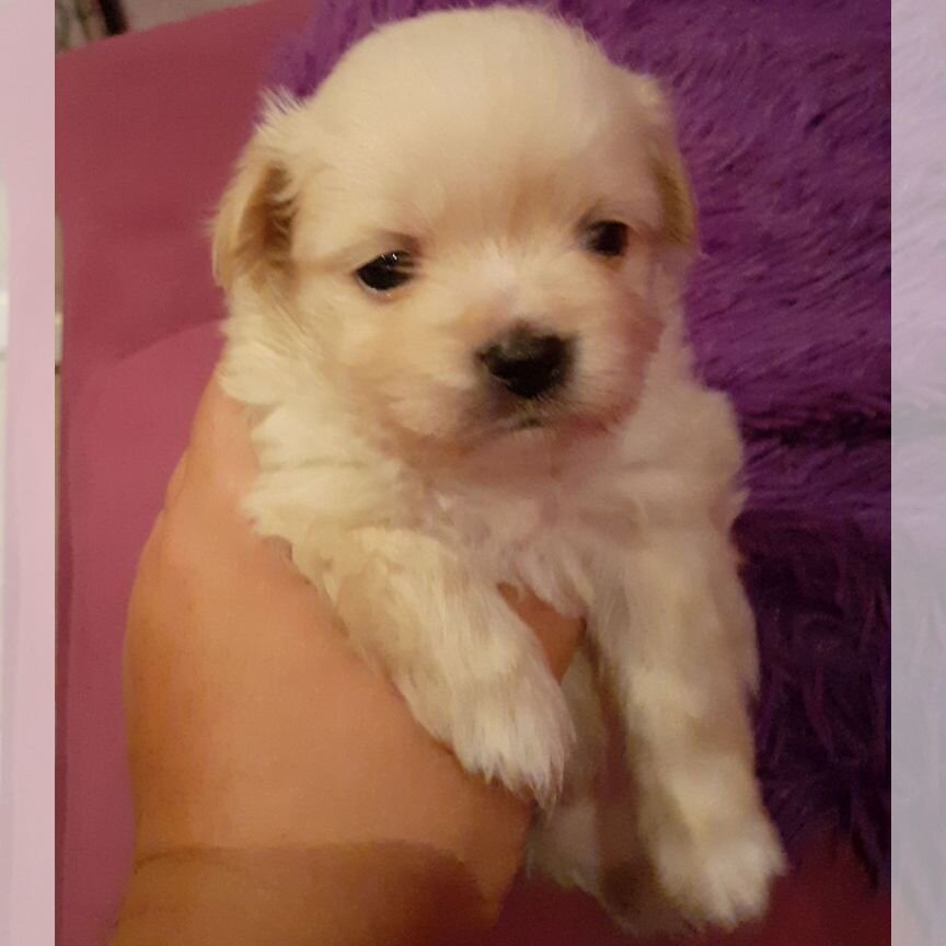 Чихуахуа+мальтезе