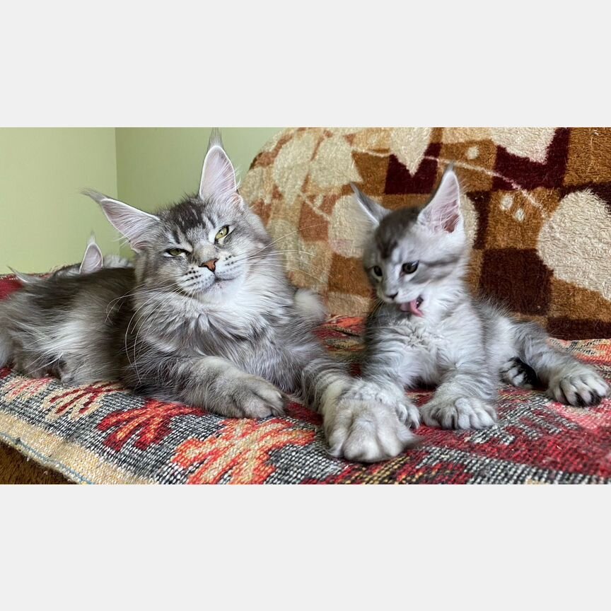 Мейн-кун кошка