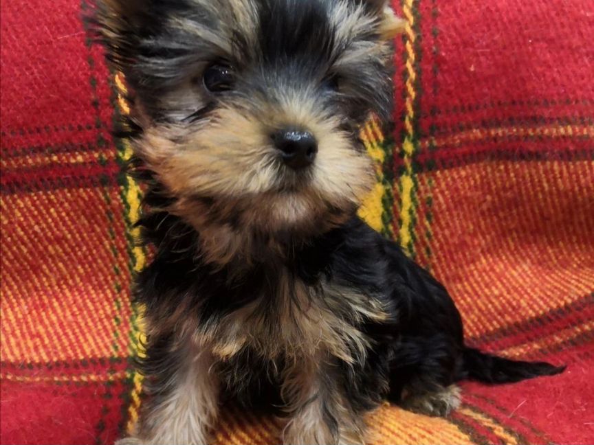 Йоркширский терьер