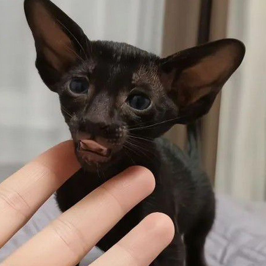 Ориентальный котёнок