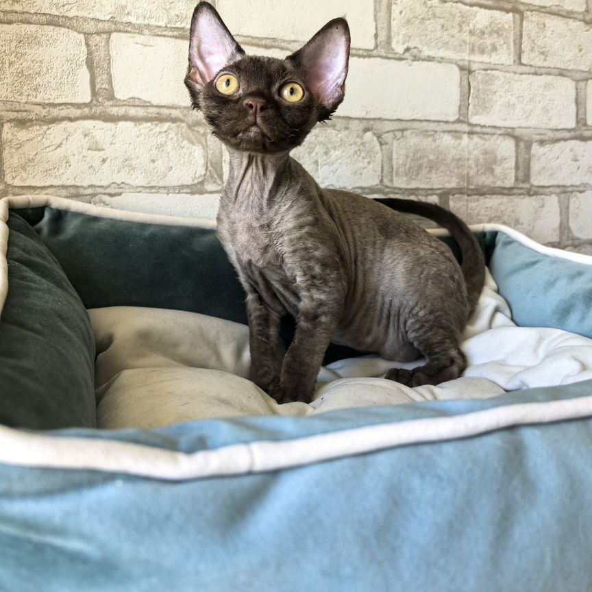 Мальчик шоколадный Девон Рекс