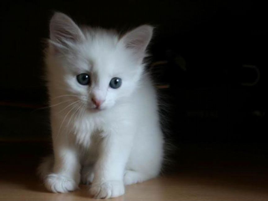 Отдам белого голубоглазого котенка