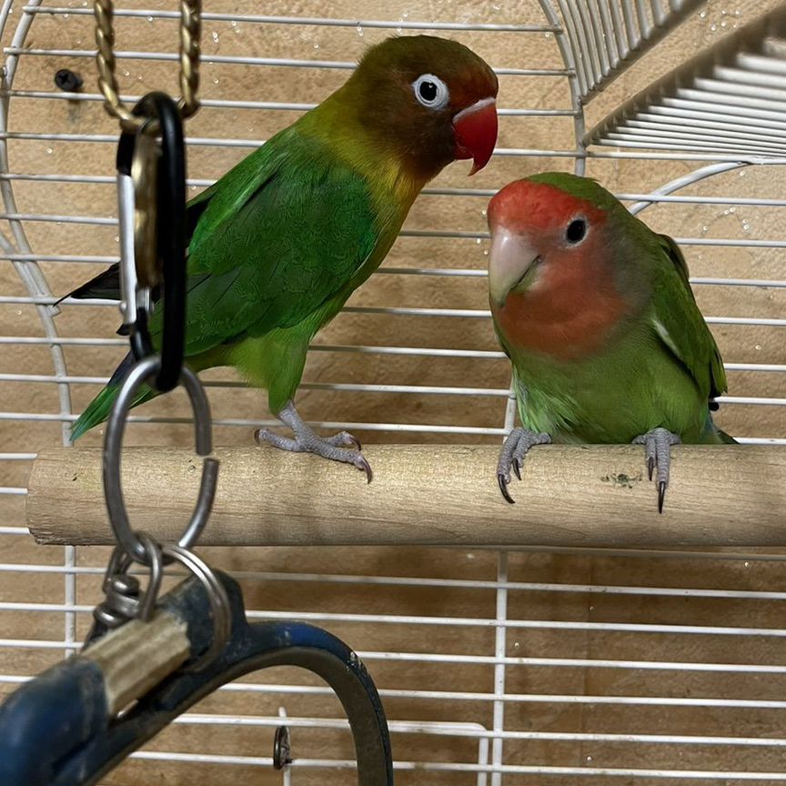 Попугаи неразлучники