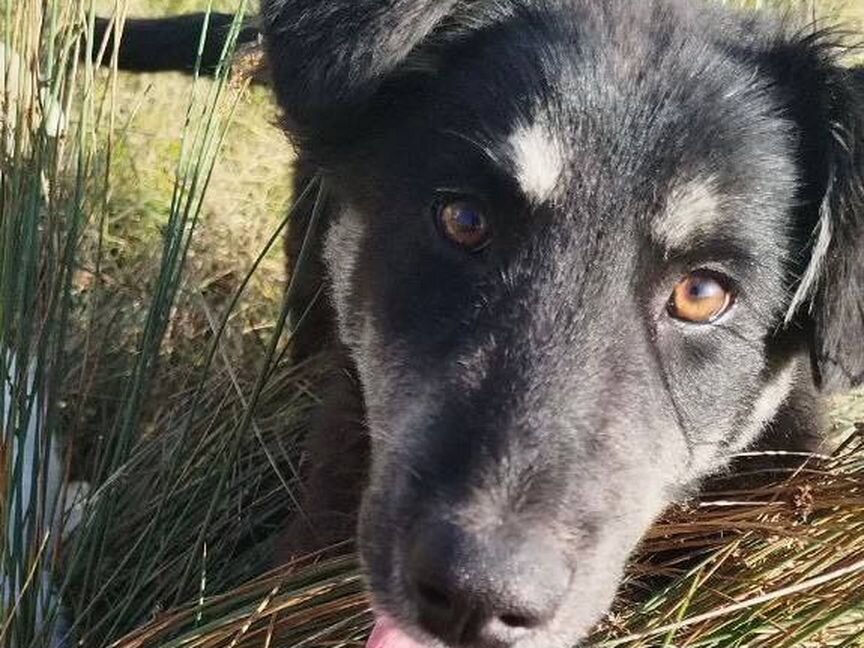 Метис маламута Тайра в добрые руки