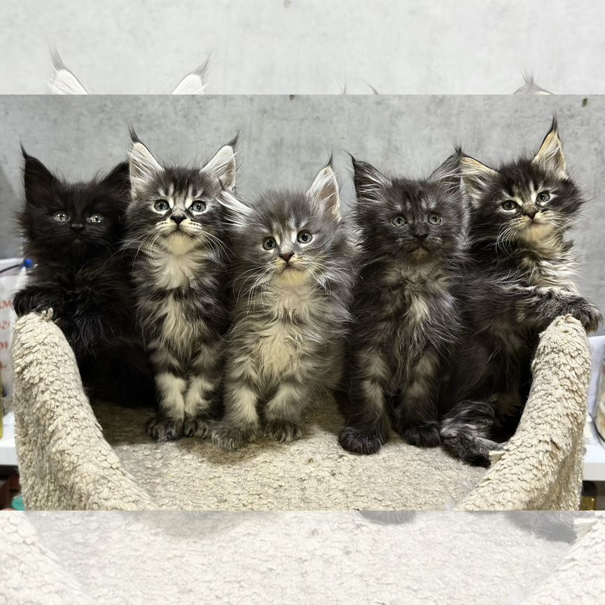 Мейн-кун котёнок