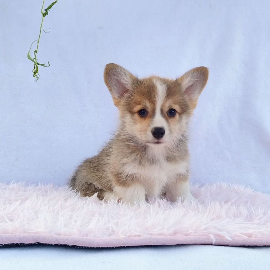 Вельш-корги пемброк