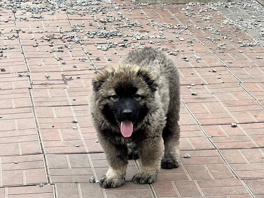 Кавказская овчарка мальчики