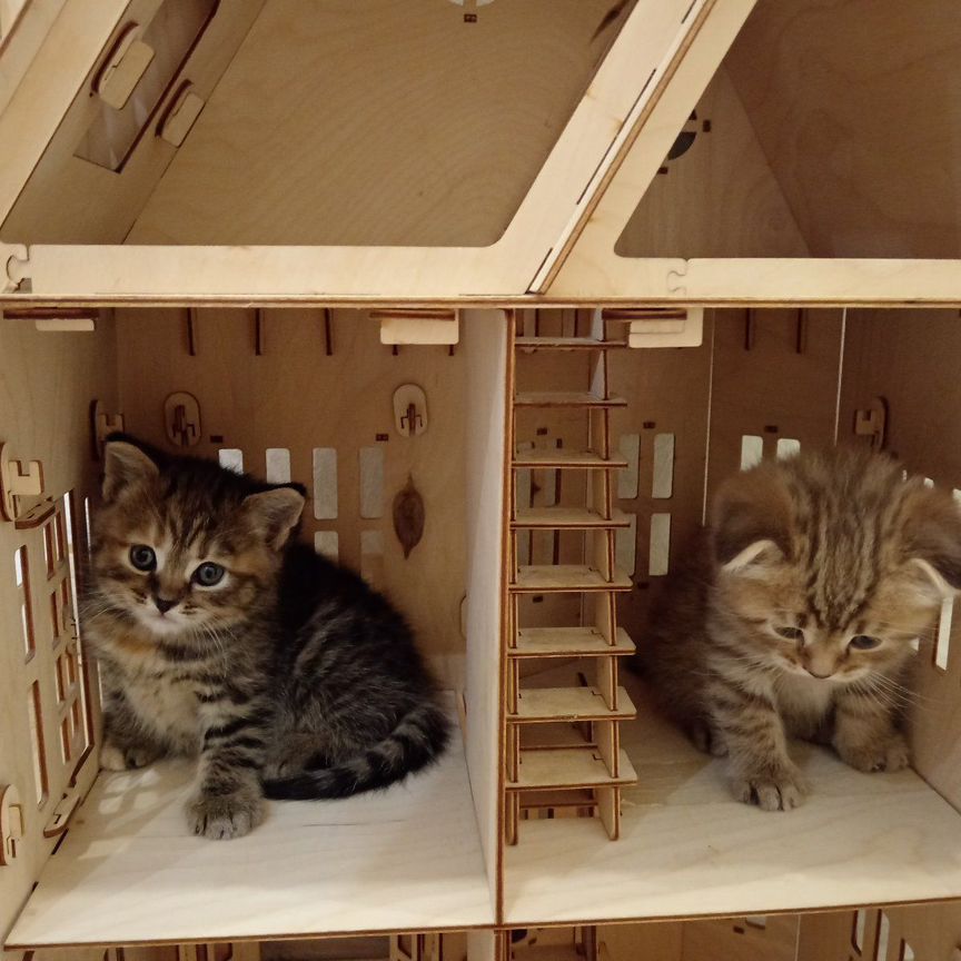 Шотландские красотки