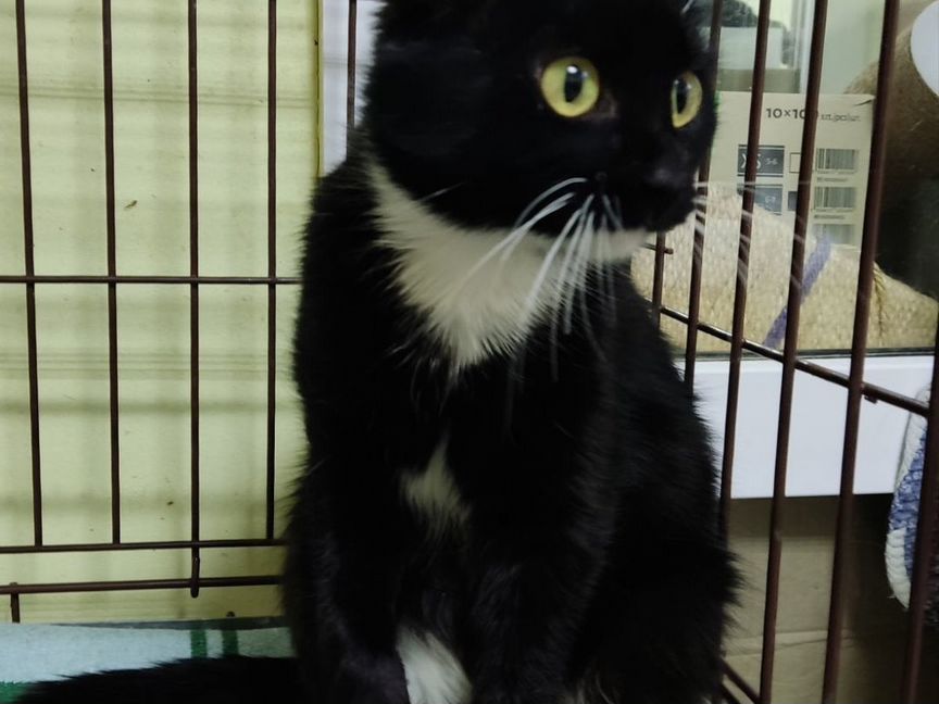 Молодая кошечка Варя