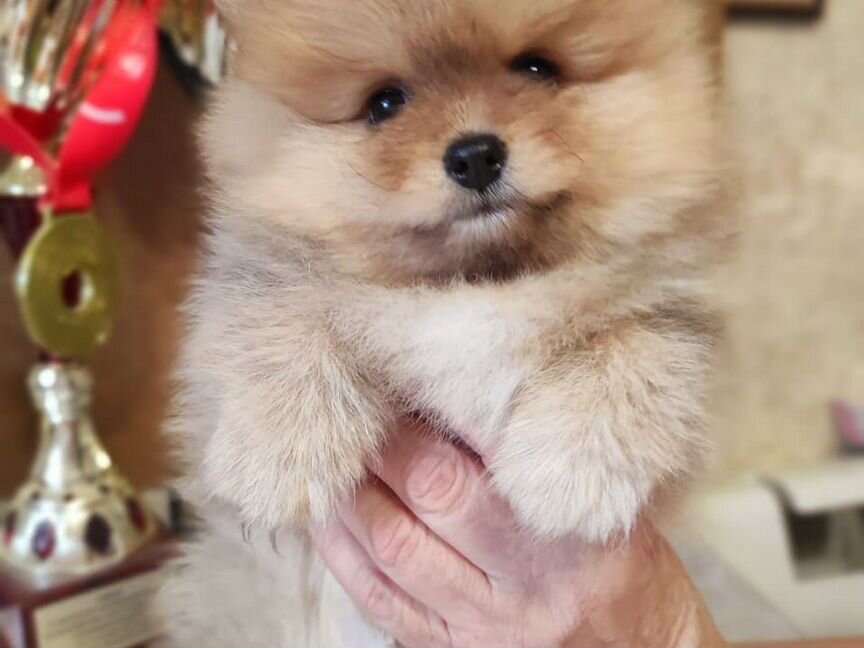 Щенки померанского шпица медвежьего типа мальчики