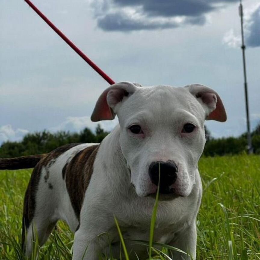 Щенки амстаффа