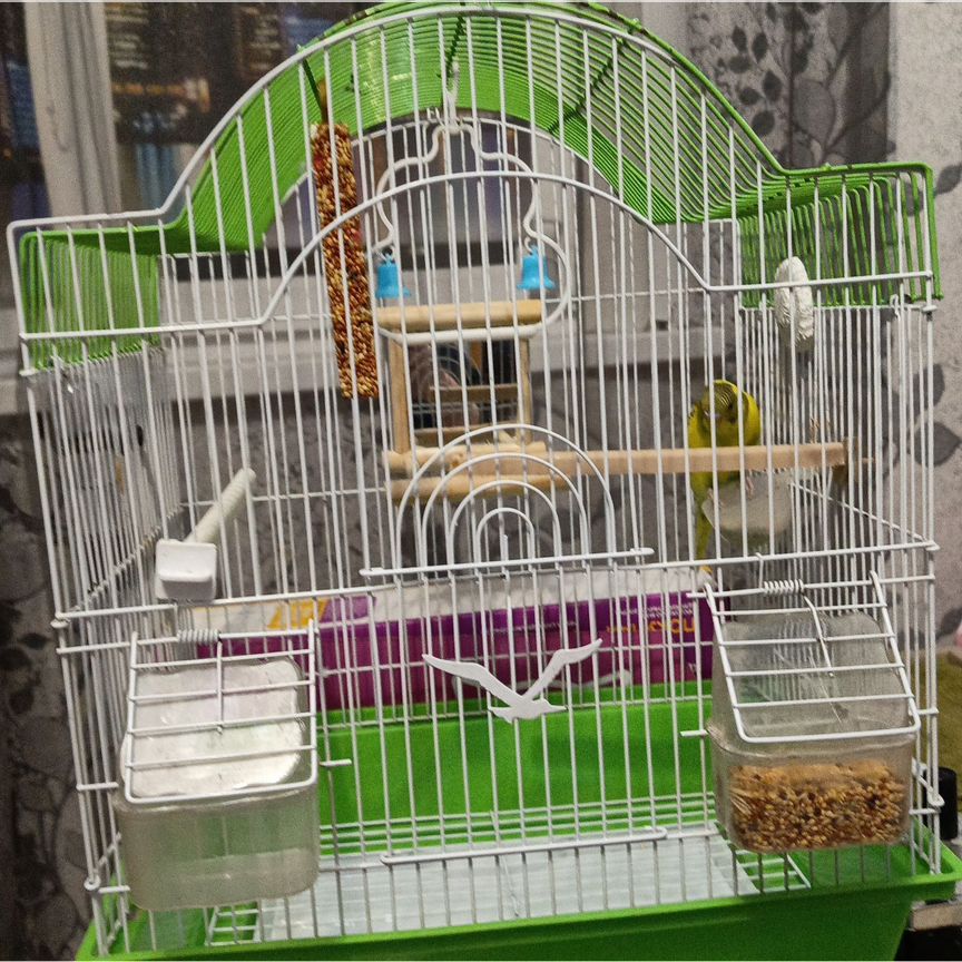 Волнистый попугай с клеткой
