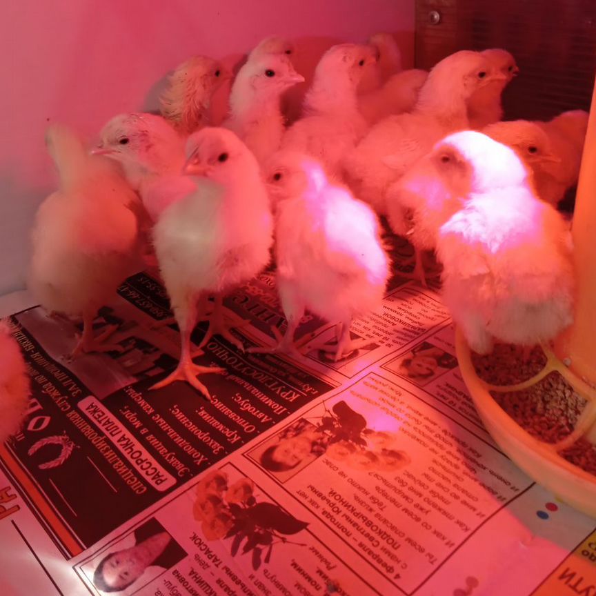 Цыплята несушки.Породы Леггорн