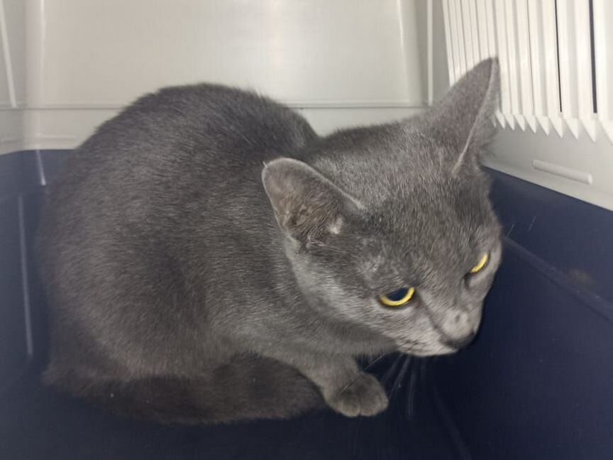 Кошка подросток котенок в добрые руки