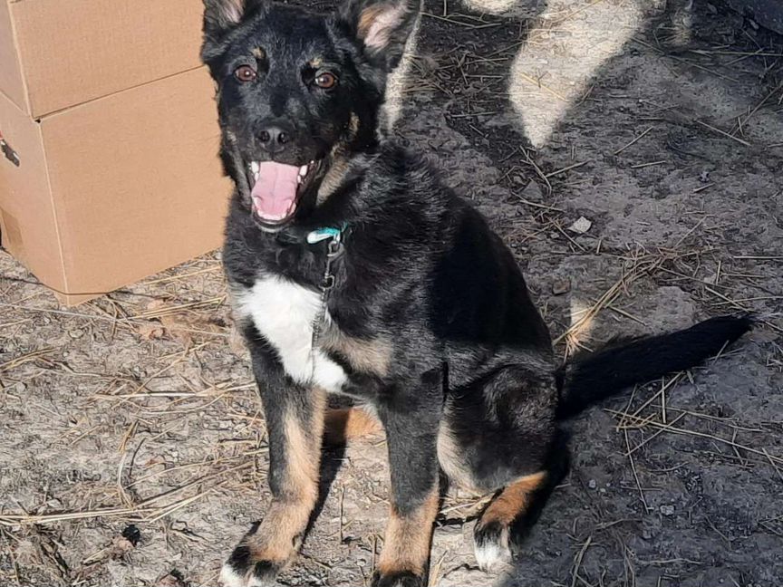 Собака в добрые руки щенок