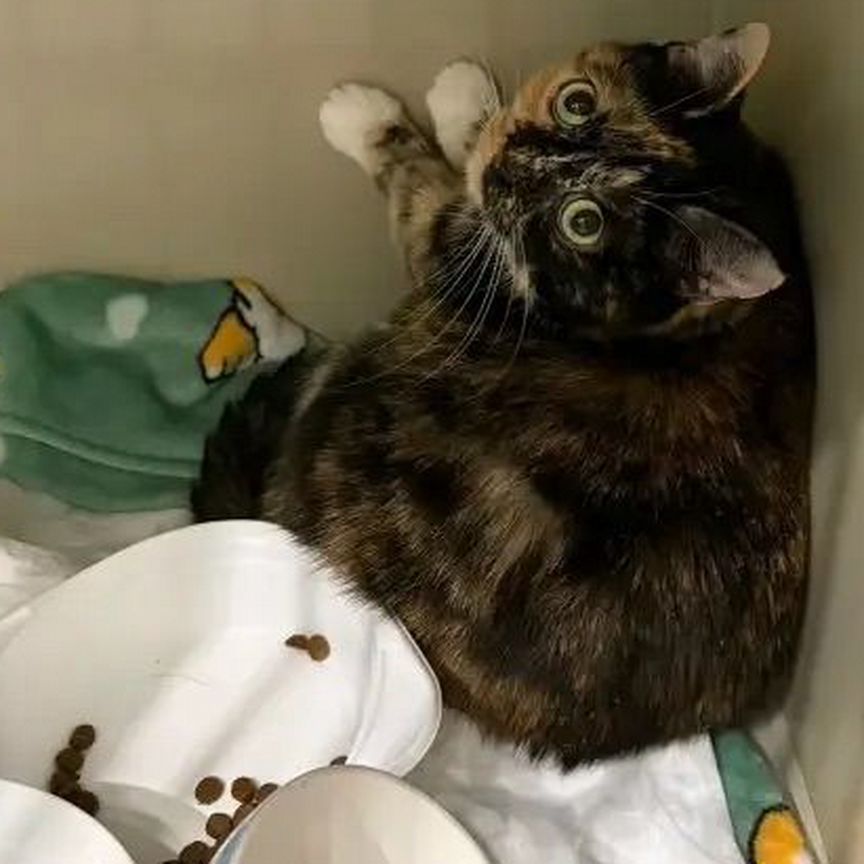 Взрослая, кошка в добрые руки