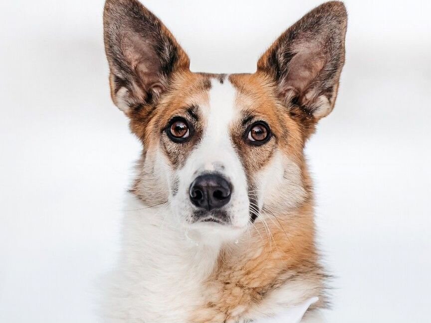 Харизматичный Тунис. Собака в добрые руки