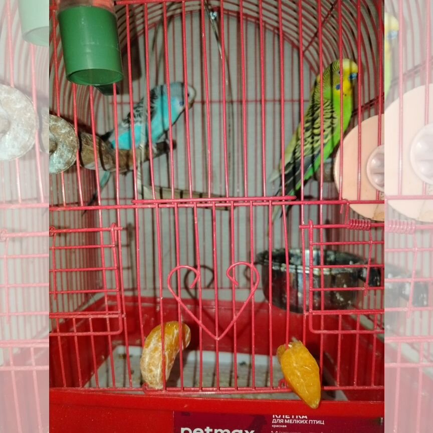 Волнистый попугай