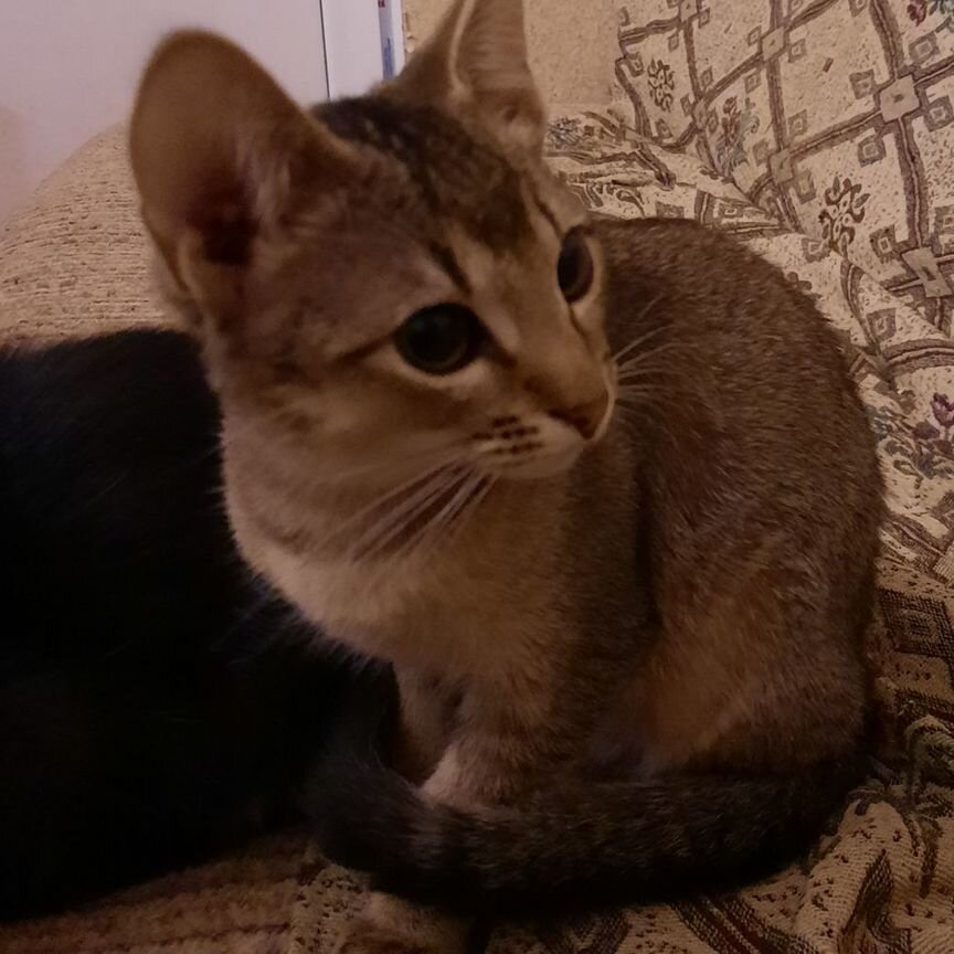 Маленькая Пума