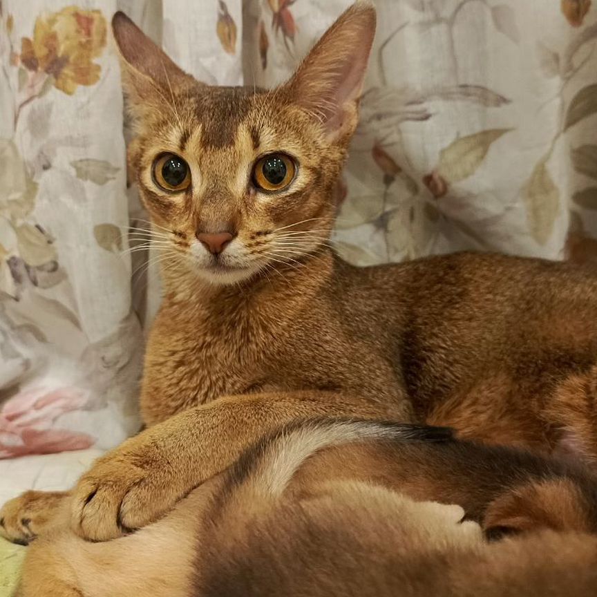 Абиссинский котёнок