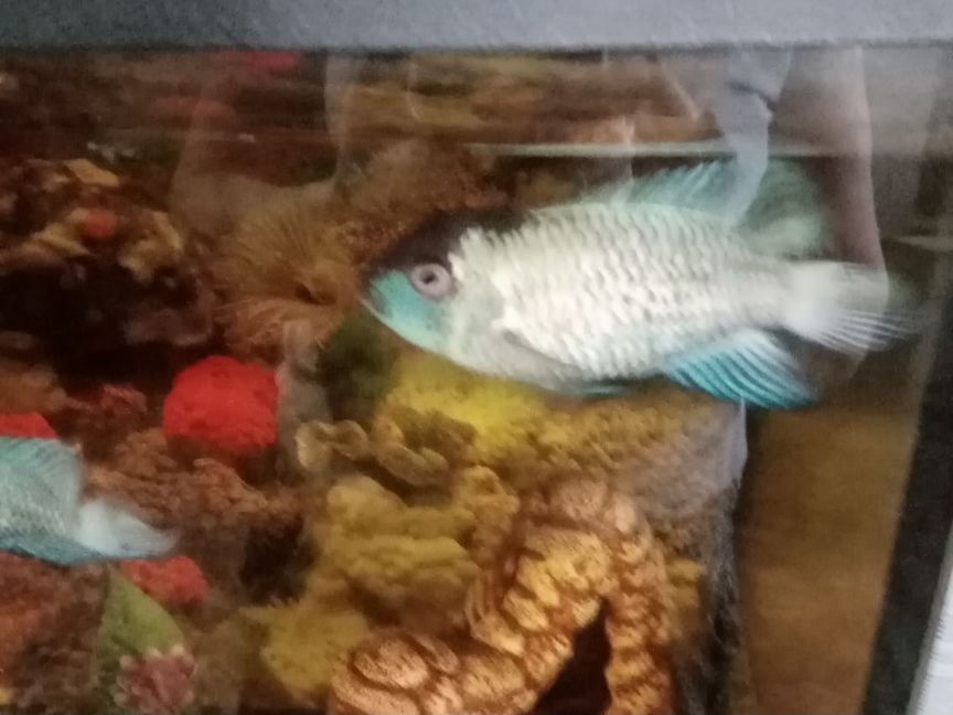 Аквариумные рыбки Наннакара