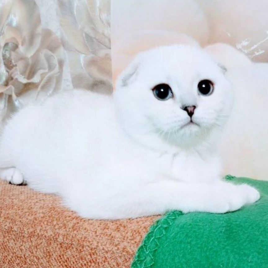 Шотландский вислоухий короткошёрстный котёнок