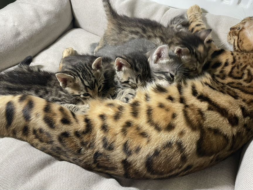 Бенгальские котята