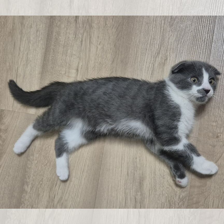 Котёнок от частного владельца