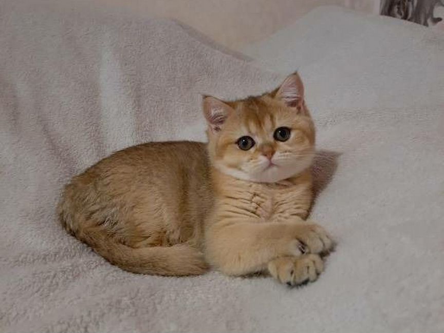 Роскошные золотые котики