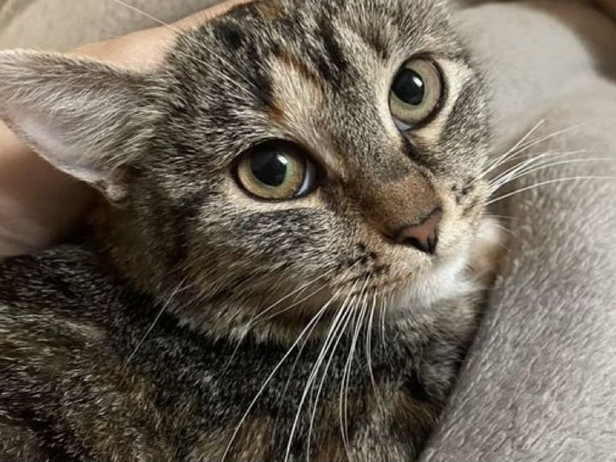 Кошечка в добрые руки