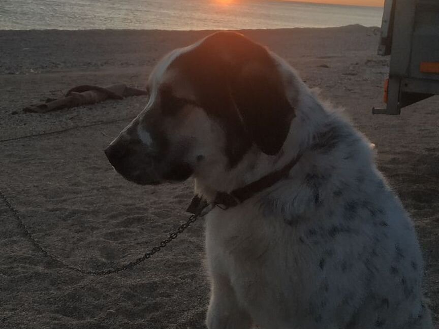 Собака алабай