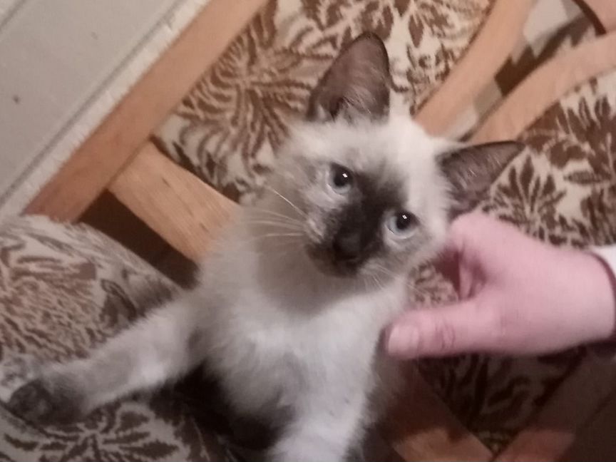 Кошки