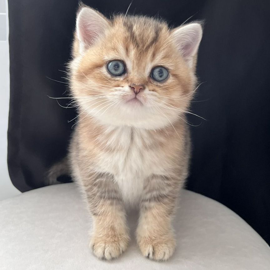 Британские котята золотая шиншилла