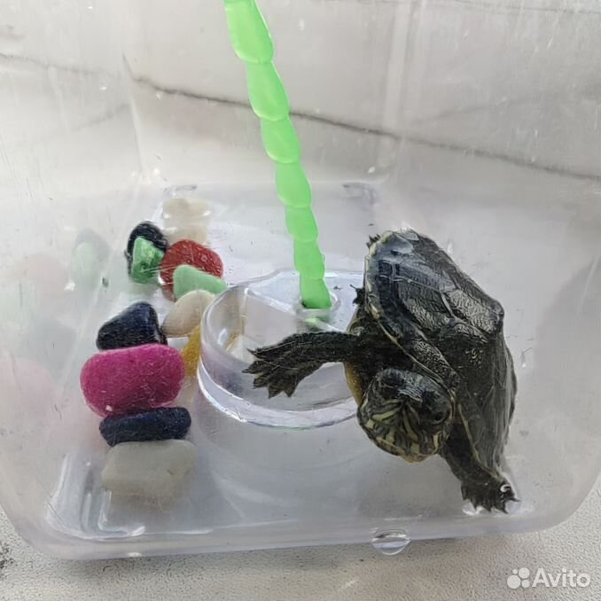 Красноухая черепаха с аквариумом