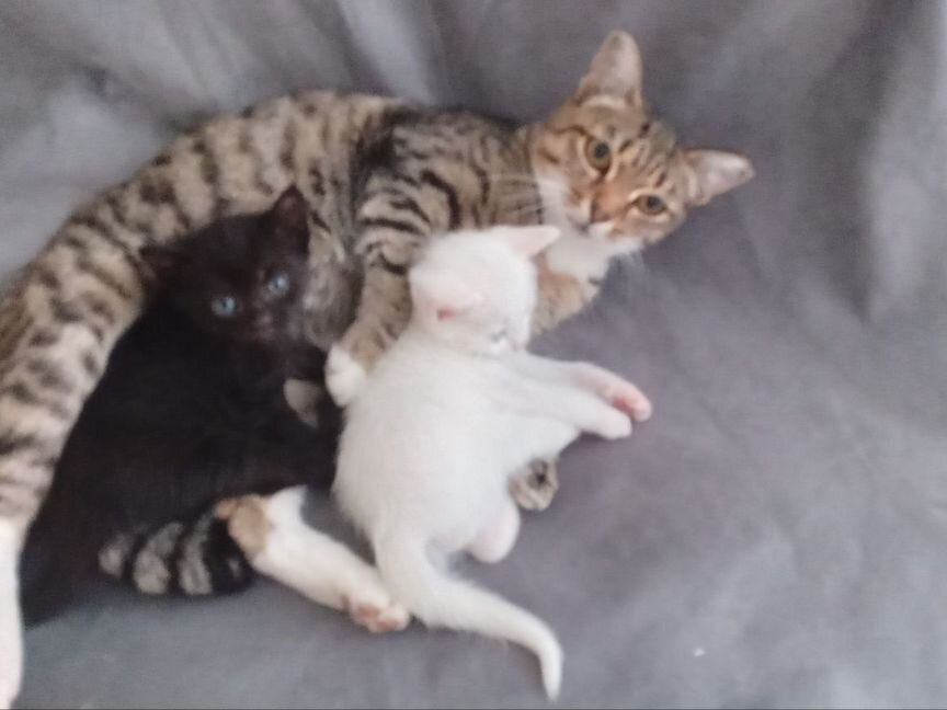 Котята в добрые руки бесплатно