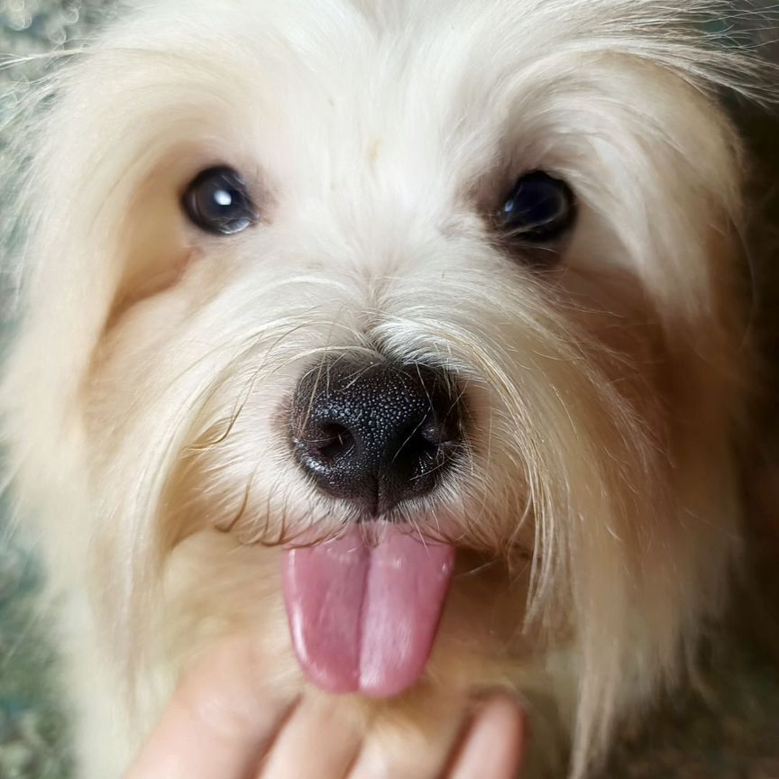 Мальтезе мальчик 9 месяцев