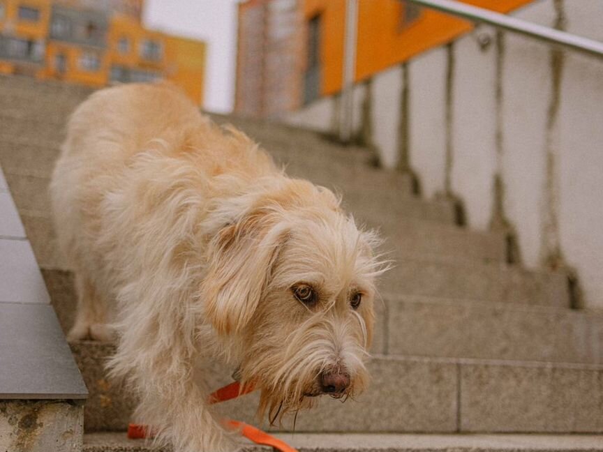 Отдам красивую собаку метиса с бриаром