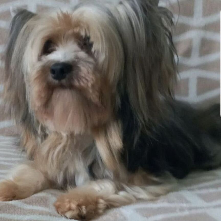 Йоркширский терьер, взрослая собака