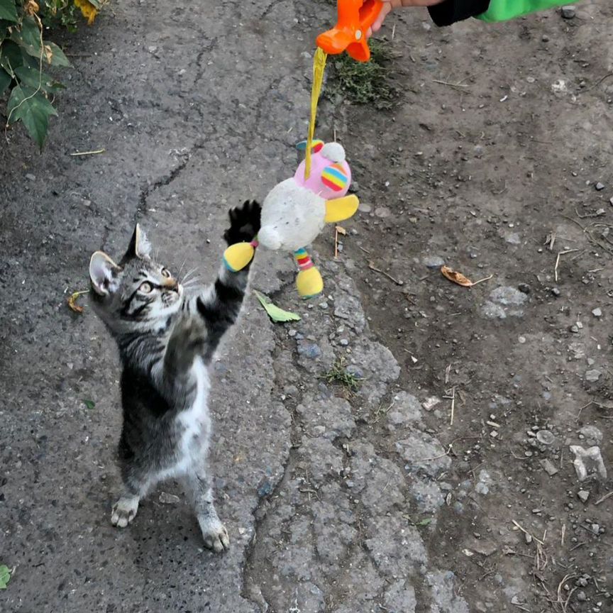 Красивый, чистый, игривый