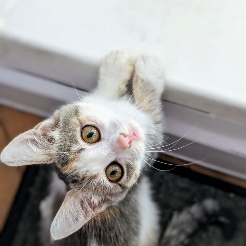 Котенок девочка в добрые руки